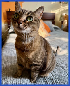 Snowflake Animal Rescue – We are an all volunteer 501(c)3 non-profit ...